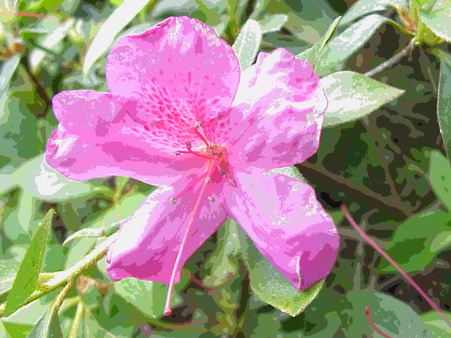 Flower | Pics4Learning